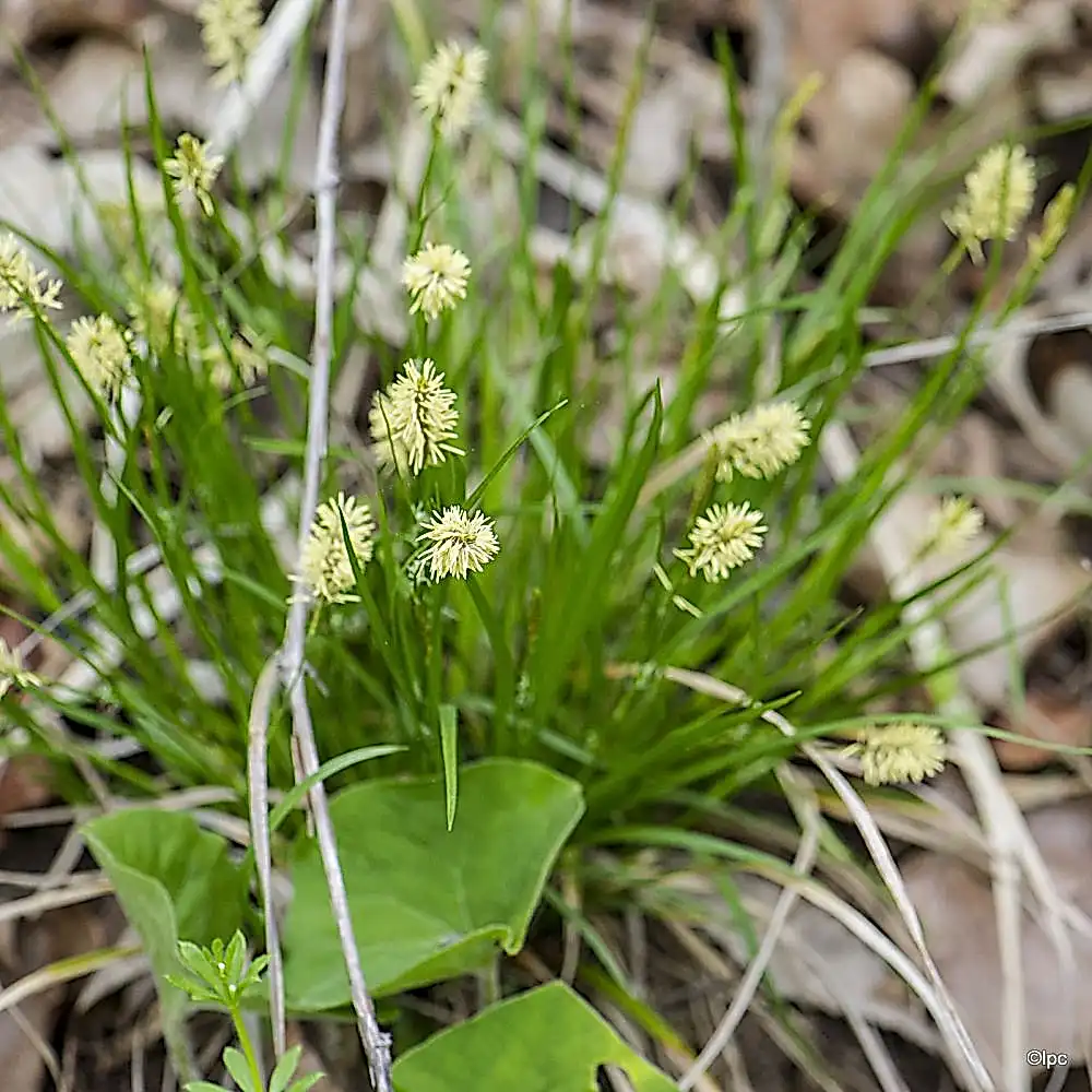 Iowa wildflower Wednesday: The Croton Unit of Shimek State Forest ...