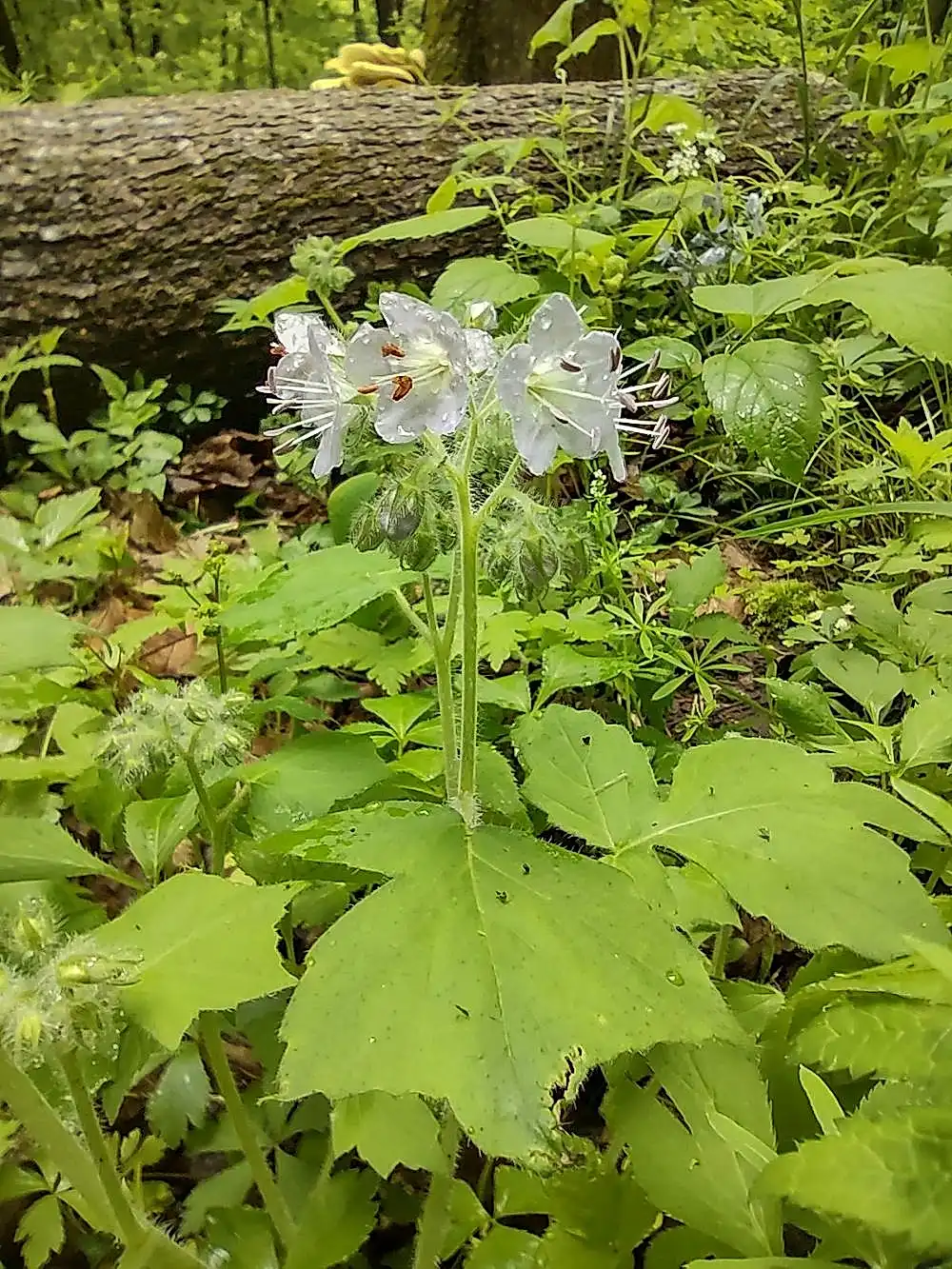 Iowa wildflower Wednesday: Motor Mill's micro-beauty - Bleeding Heartland