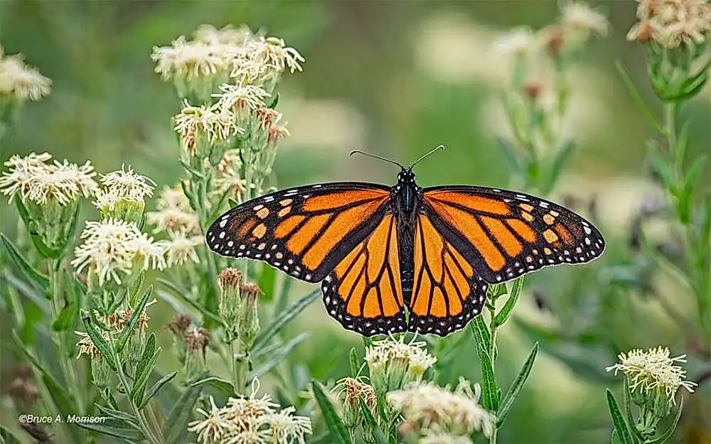 Monarchs on my mind - Bleeding Heartland
