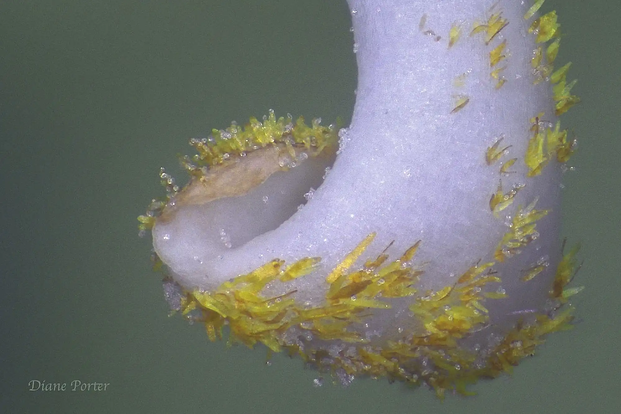 Large-flowered Beardtongue and its fake anther - Bleeding Heartland