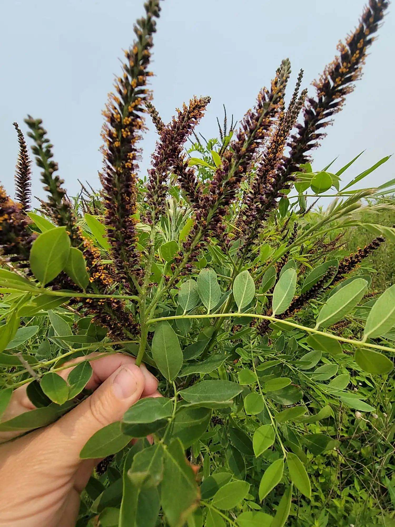 Iowa wildflower Wednesday: False indigo - Bleeding Heartland
